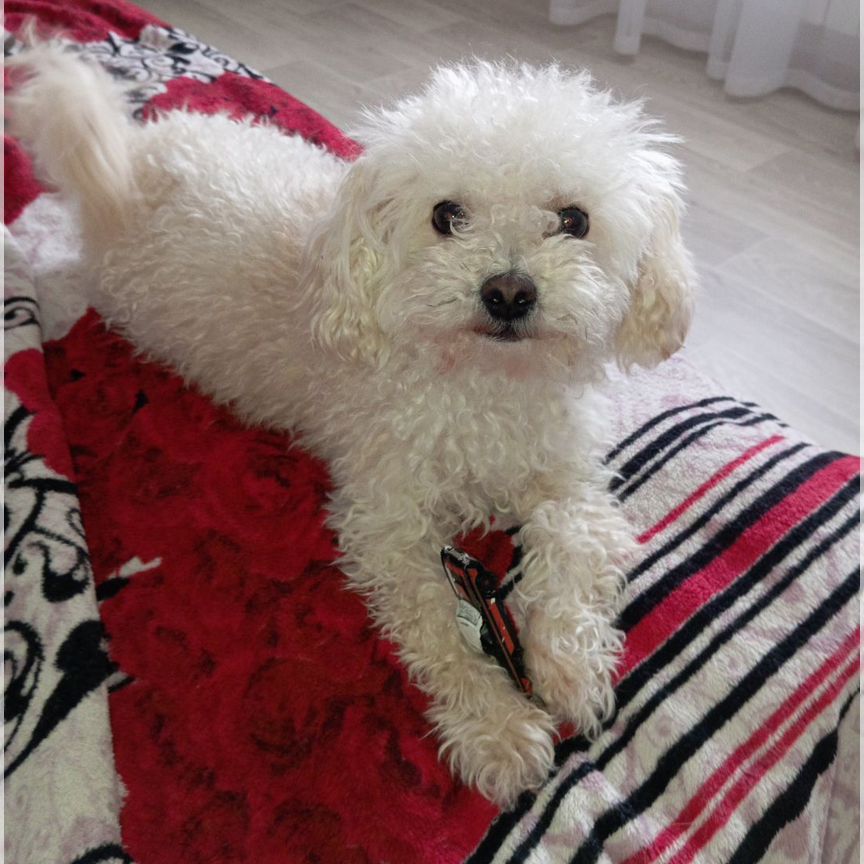 Мальтипу, щенок