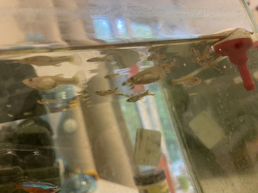 Мальки гуппи бесплатно