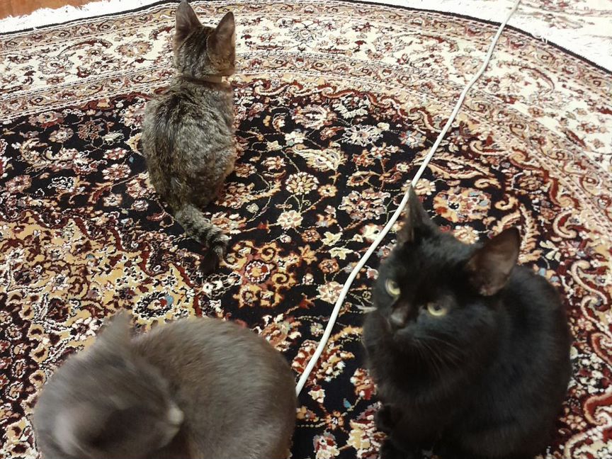 Котята ходят в лоток и щенки 4 месяца в дар