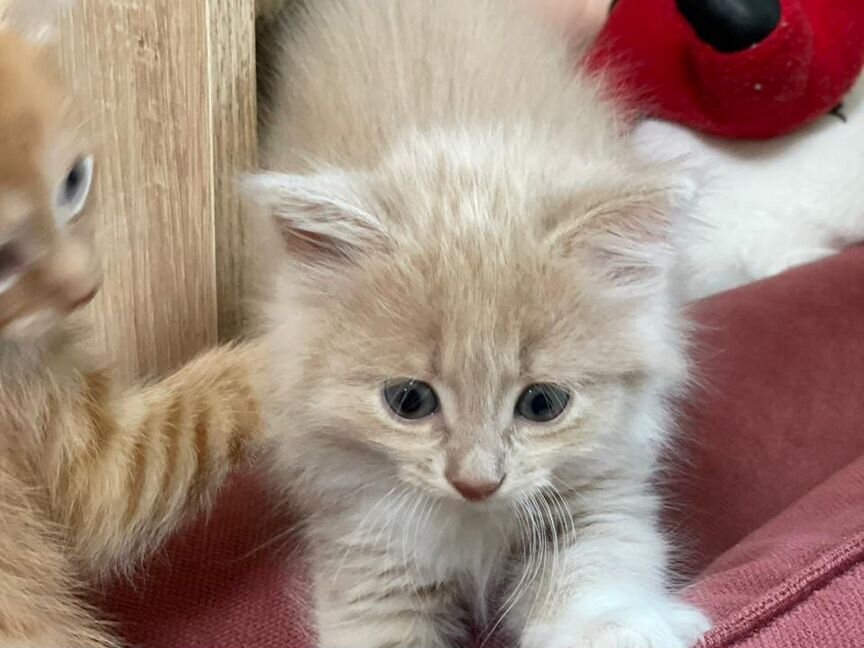 Котята в добрые руки бесплатно
