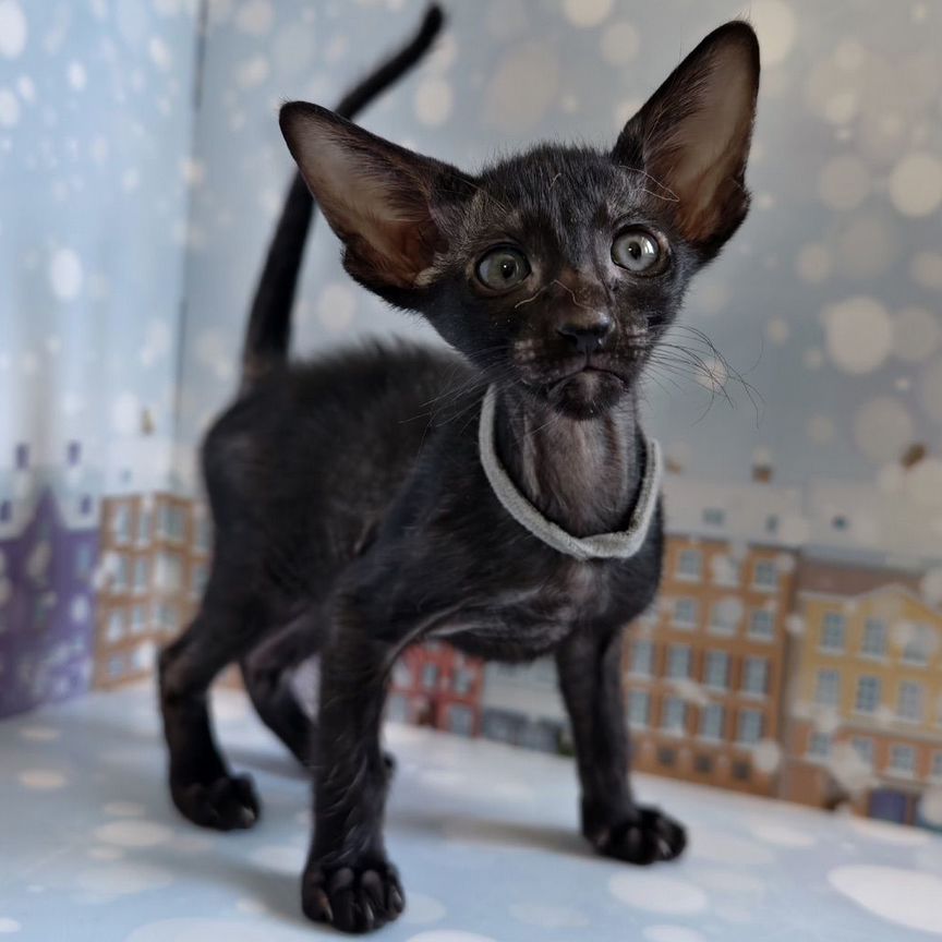 Ориентальный котёнок