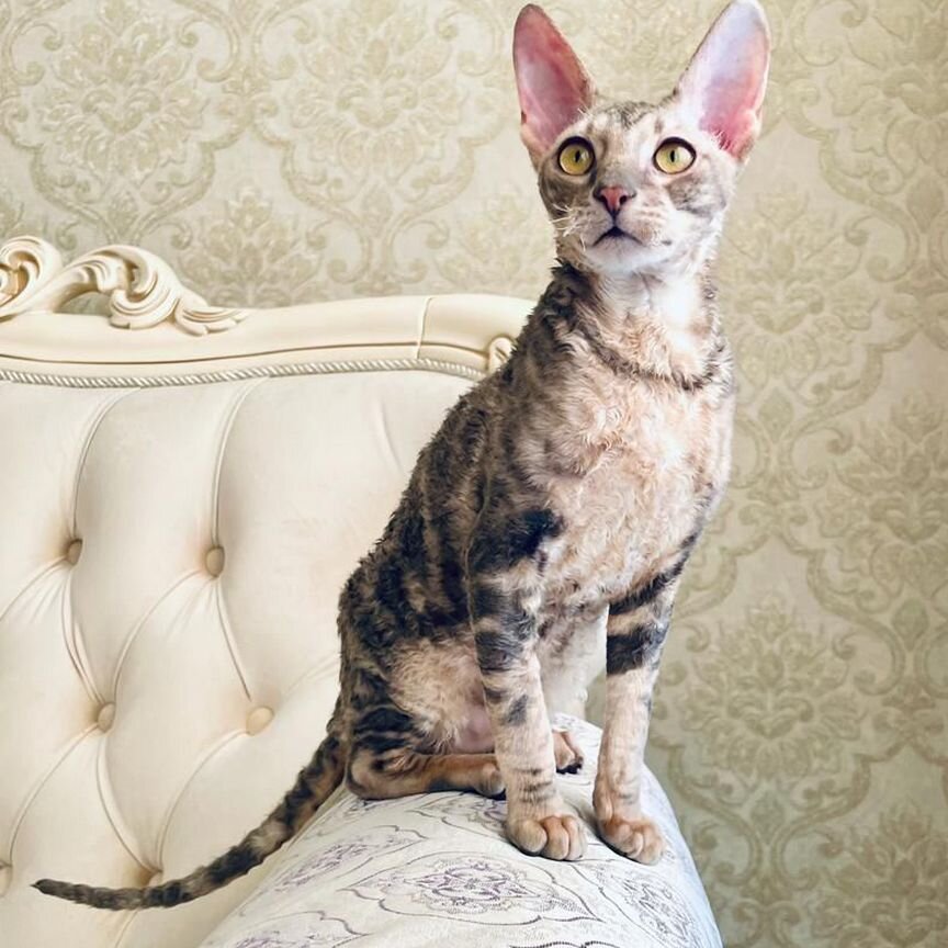 Корниш-рекс котёнок