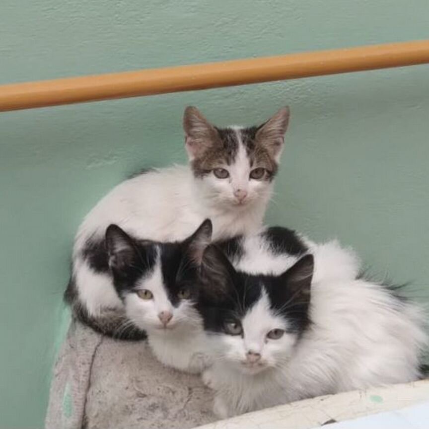 Котята в добрые руки