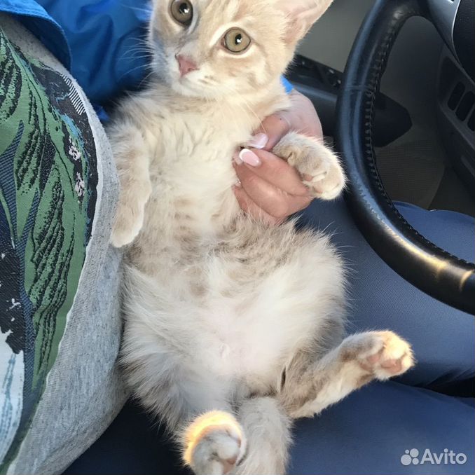 Очень сладкий рыжий кисенок ищет семью