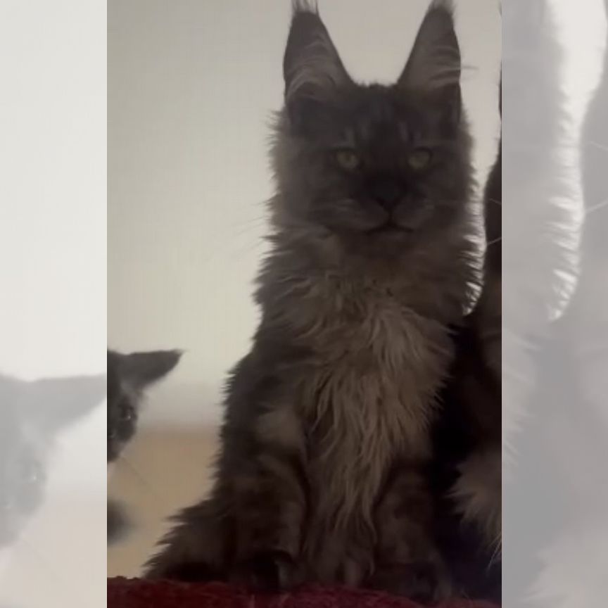 Мейн-кун котёнок