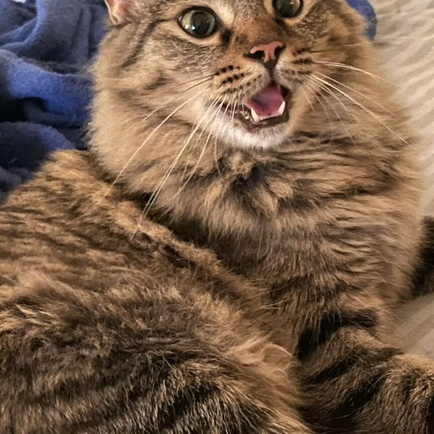 Кошка