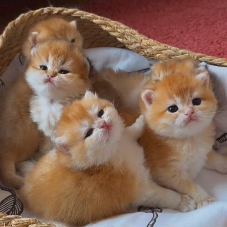 Золотые шиншиллы ny 12