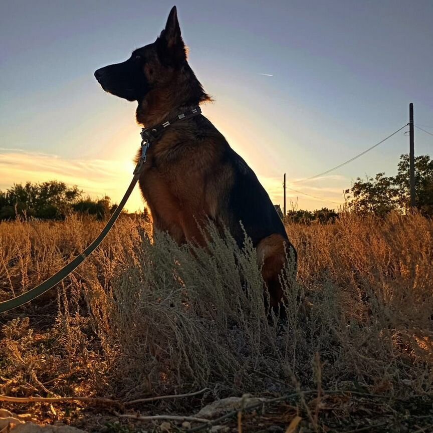 Щенки немецкой овчарки с документами
