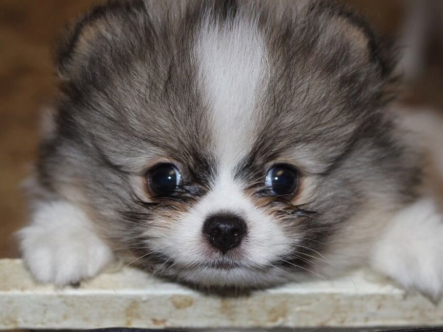 Красавчик померанчик в бело-оранжевом окрасе