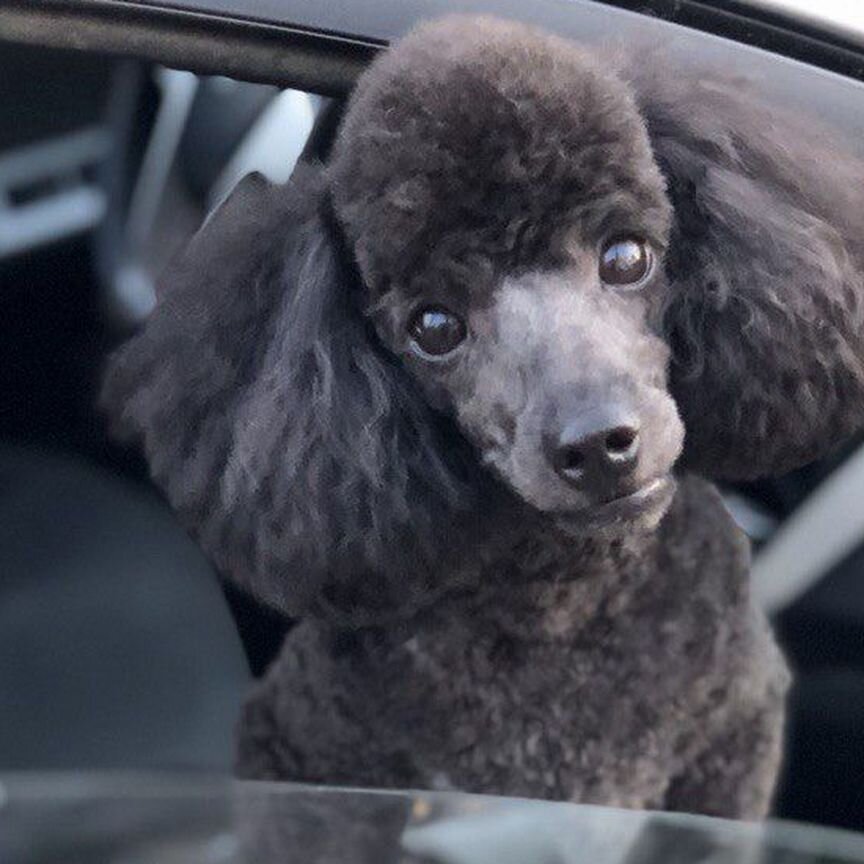 Вязка карликовый пудель (мальчик)