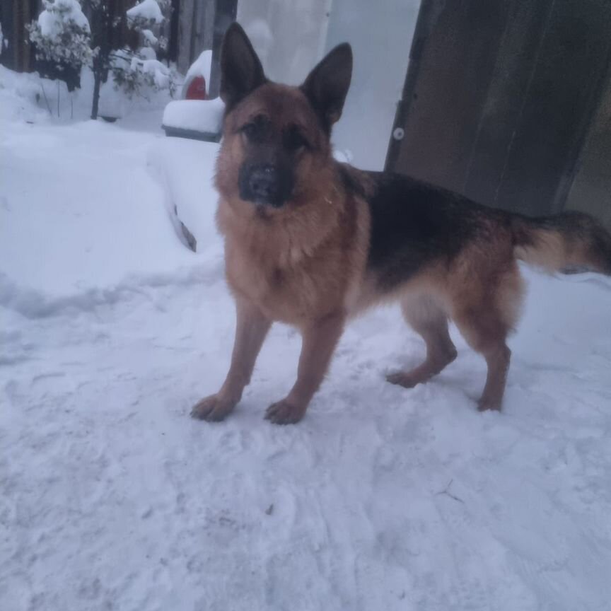 Немецкая овчарка, щенок