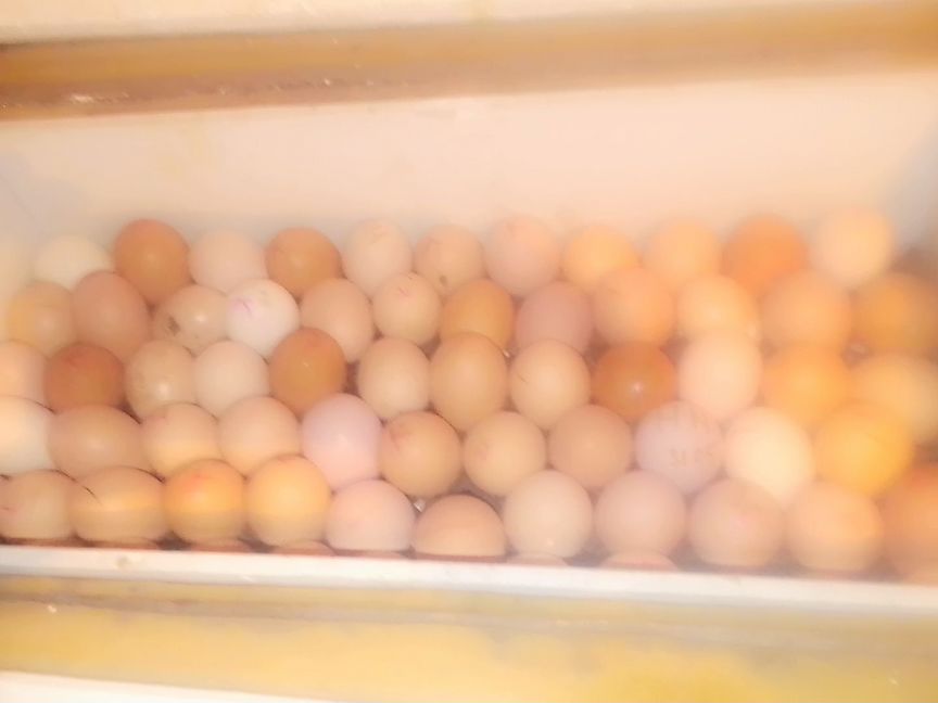 Инкубационное яйцо