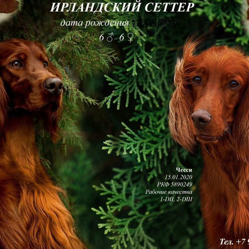 Щенки ирландского красного сеттера