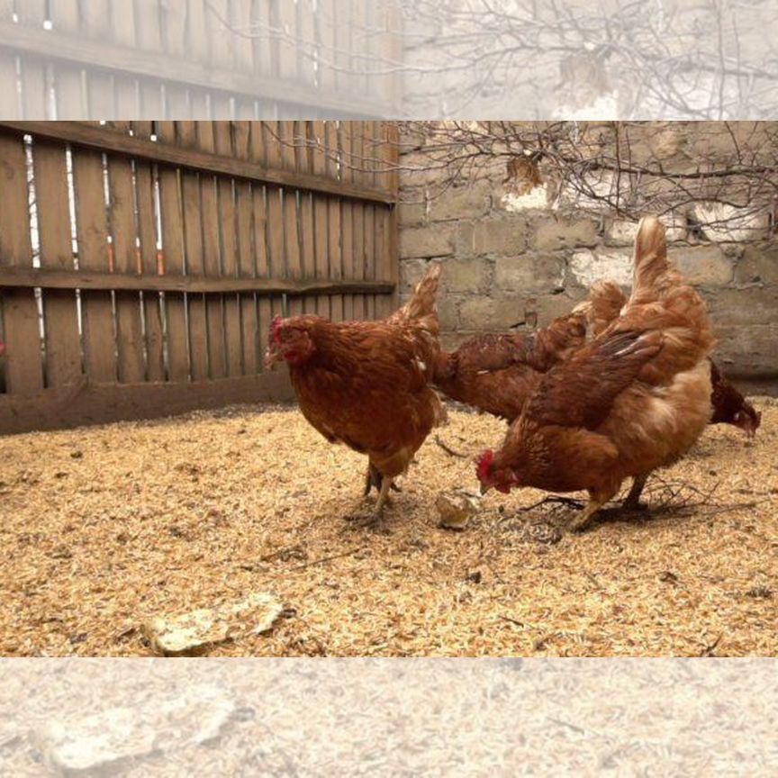 Куры несушки продам