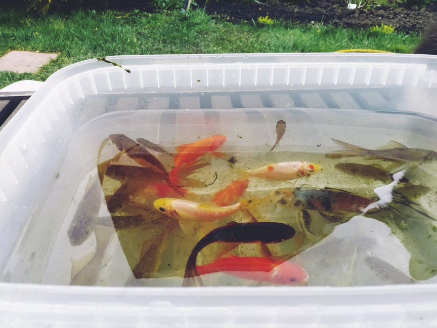 Золотая рыбка