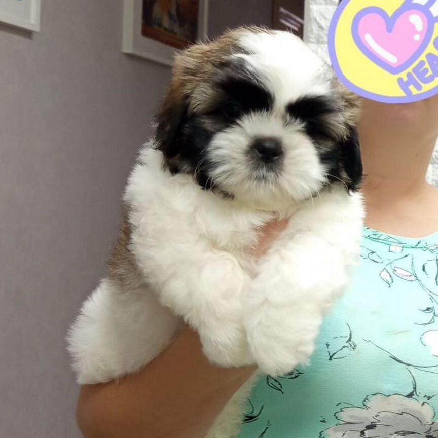 Ши-тцу, щенок