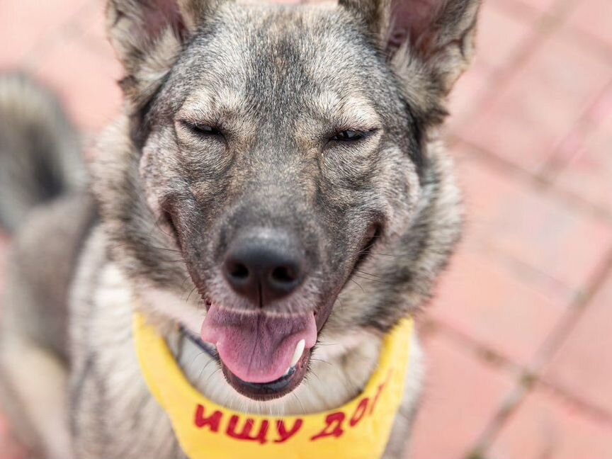 Деми нужен дом