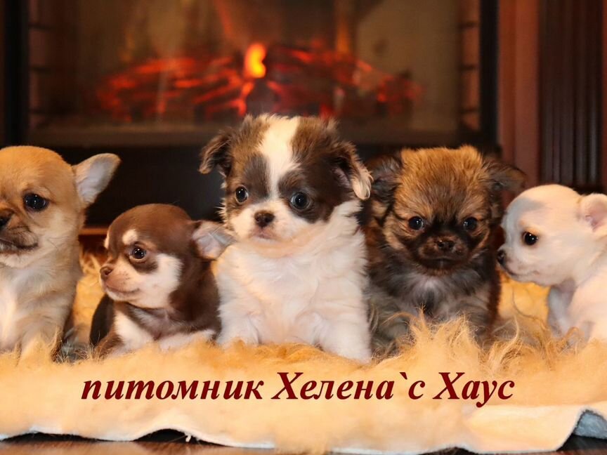 Кукольные малыши