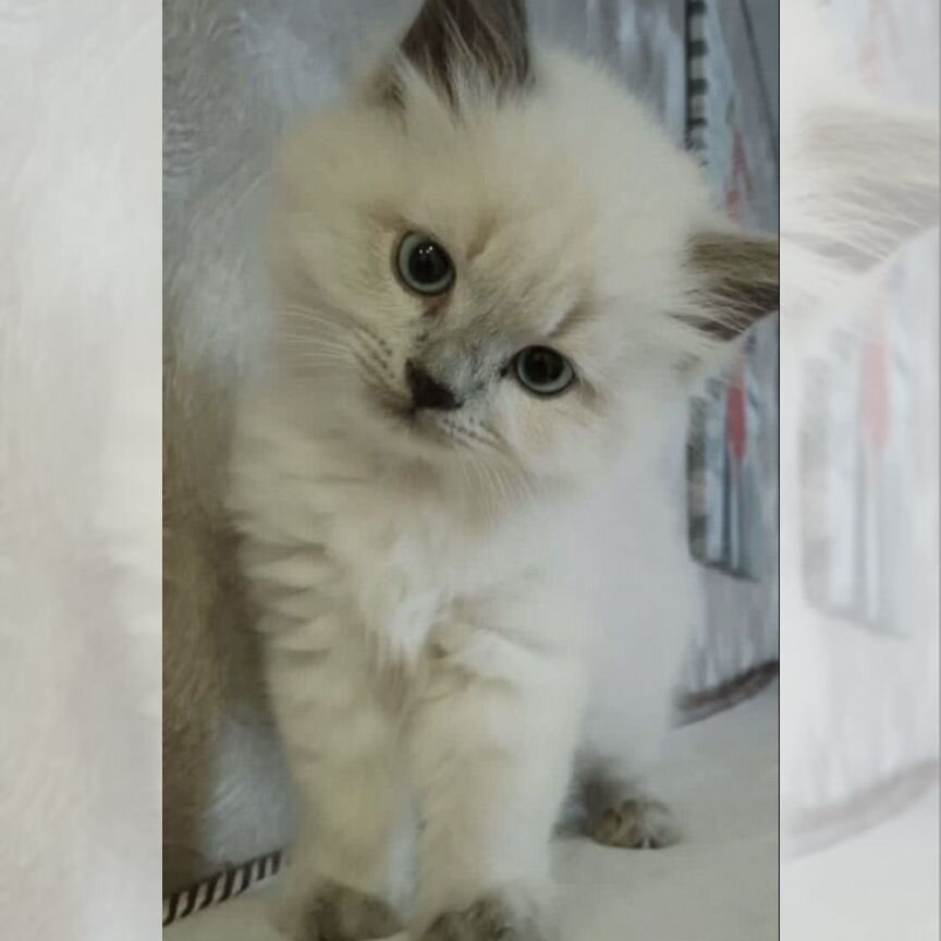 Продаю котят