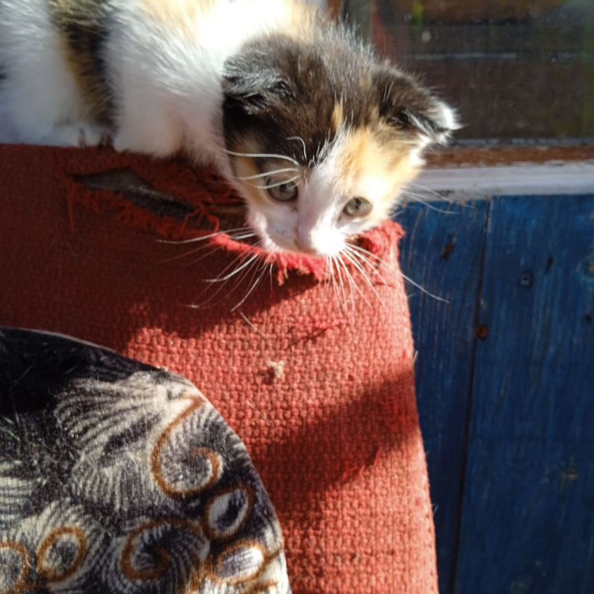 Кошечка,веслоухая