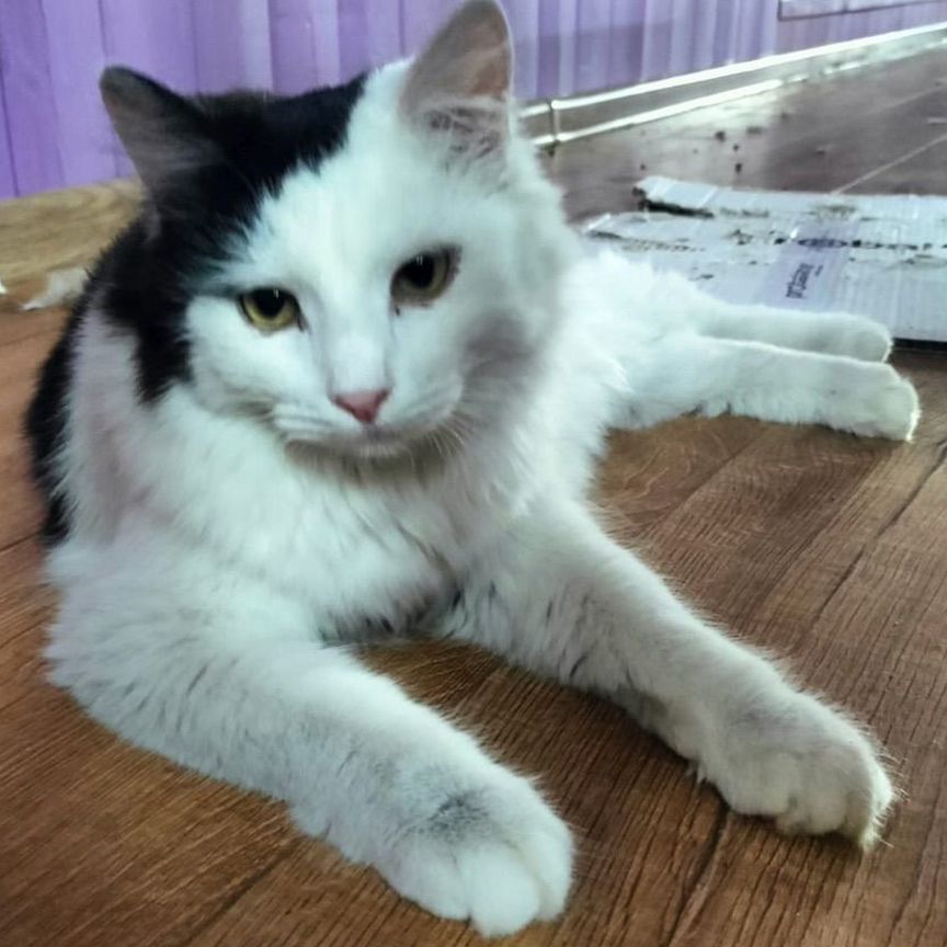 Шикарный кот