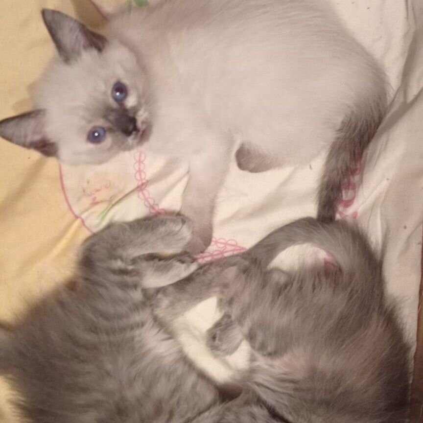 Отдам бесплатно красивых котят