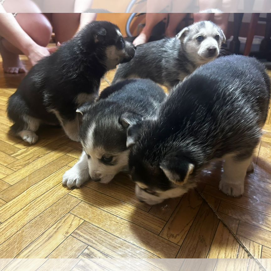 Сибирский хаски, щенок