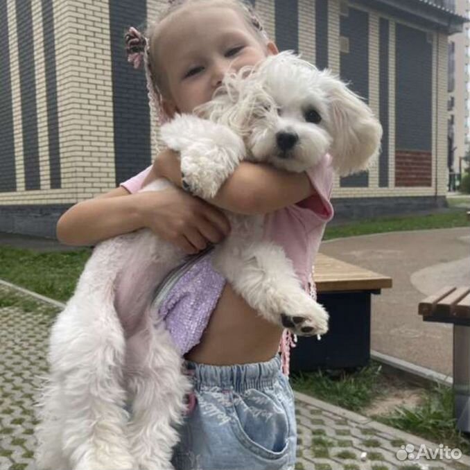 Мальти-пу ф1