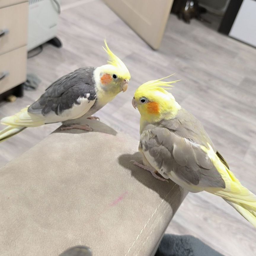 Попугаи парочка ручные