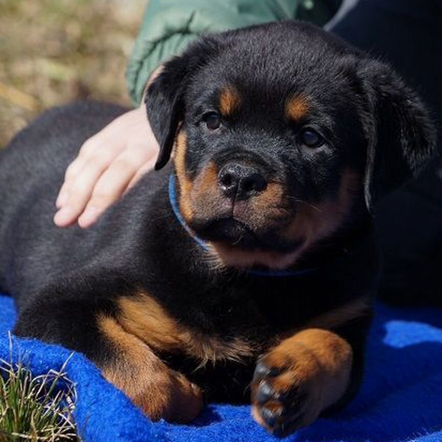 Ротвейлер, щенок