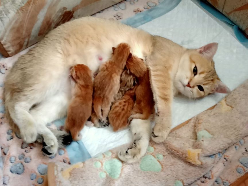 Кошки