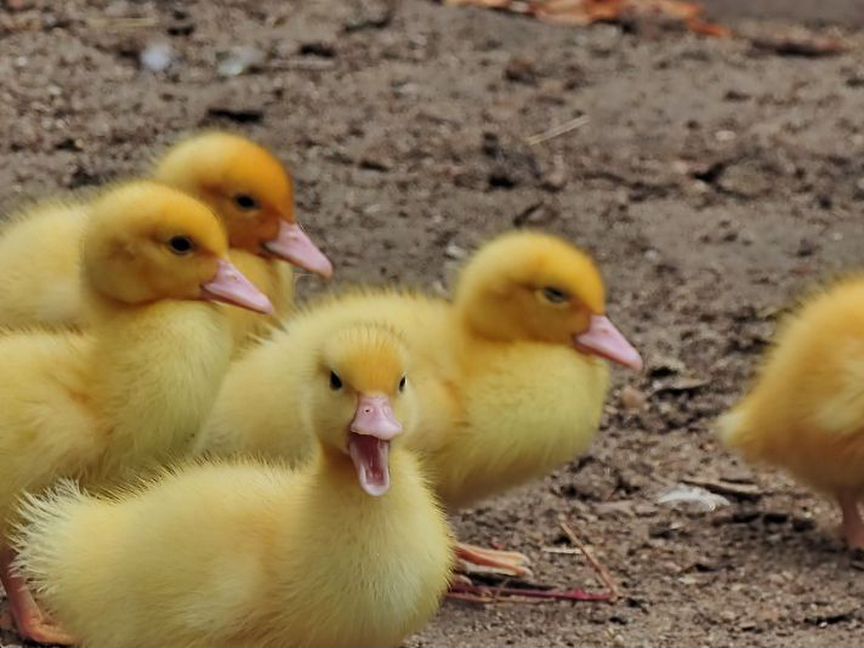 Утята индоутки