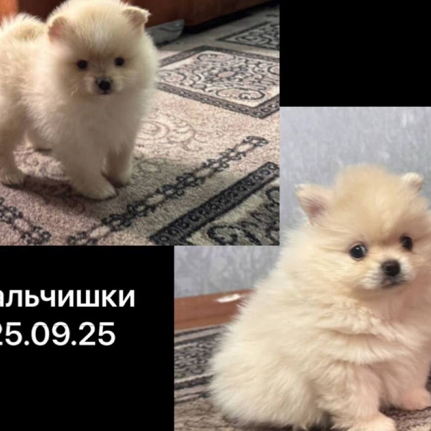 Померанский шпиц, щенок