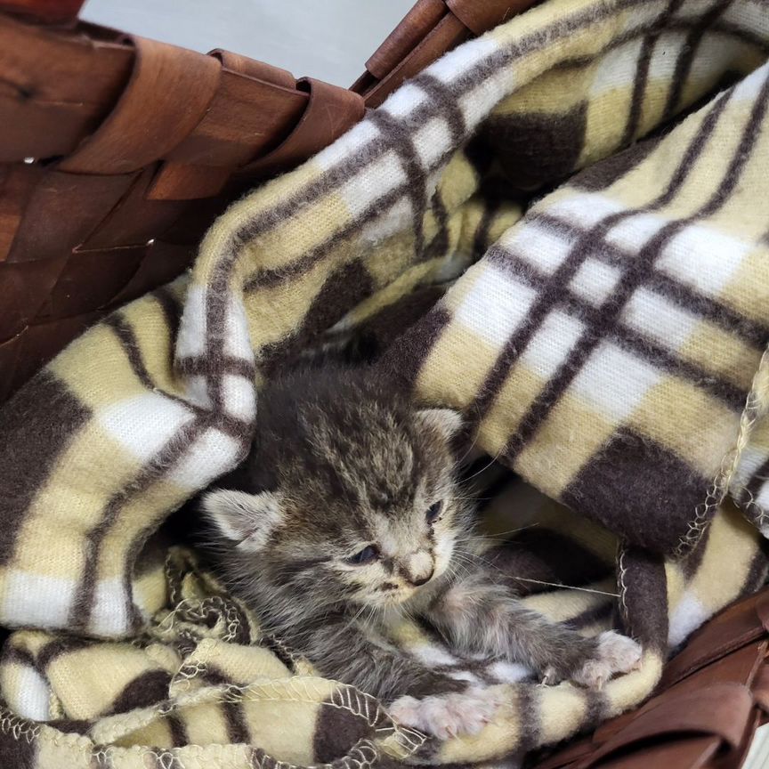 Отдам в добрые руки котенка девочку