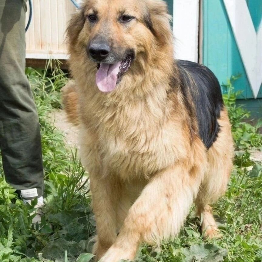 Собака в добрые руки