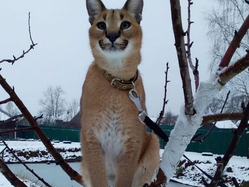 Котенок каракет ф0, котёнок саванна ф0