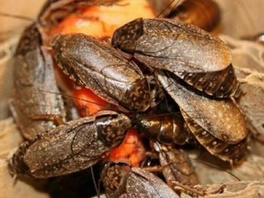 Мраморные тараканы(заморозка)