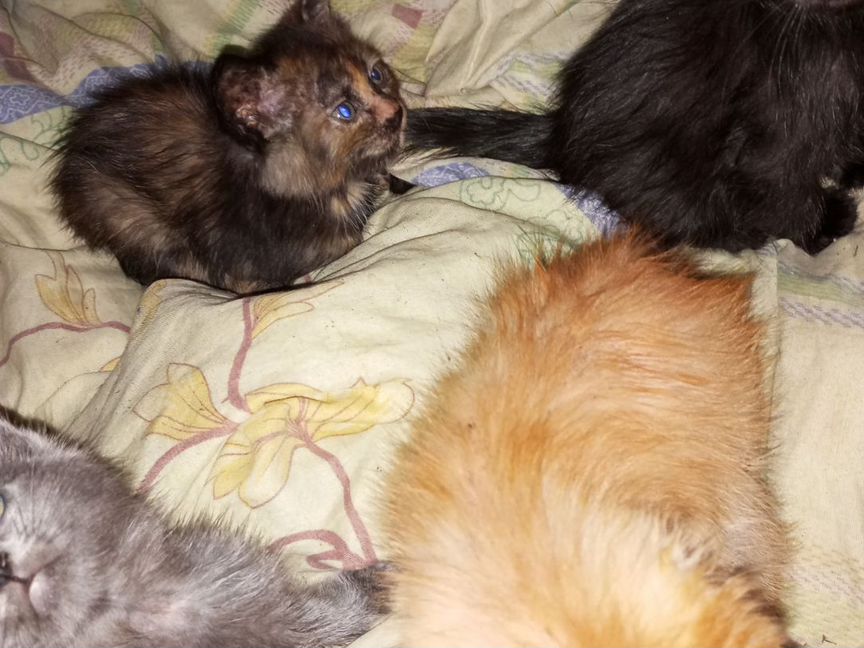 Харизматичные очаровашки от кошки-охотницы