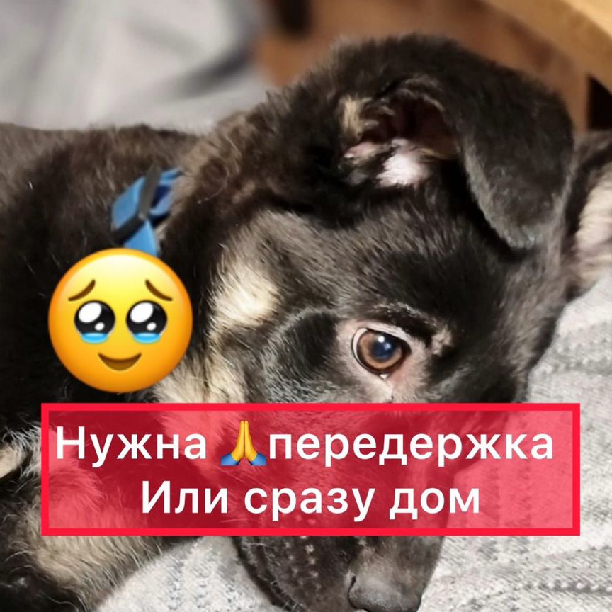 Нужна передержка или дом щенок бесплатно