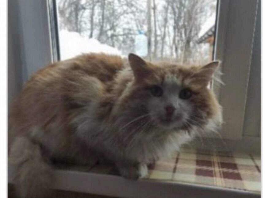 Рыже-белого красавчика спасти от горе-хозяев