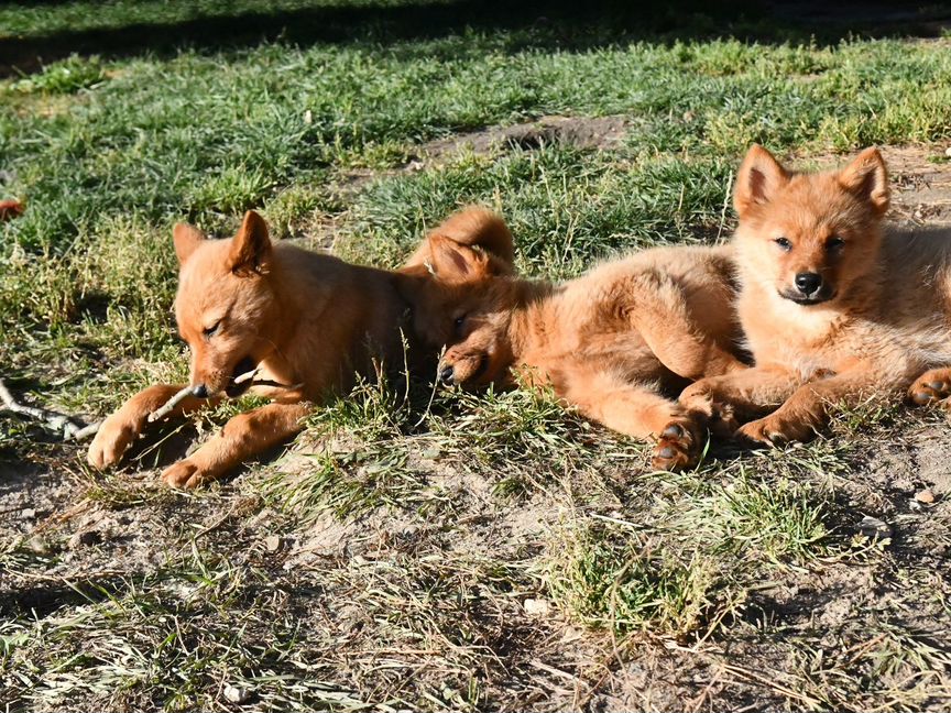 Карело-финская лайка щенки