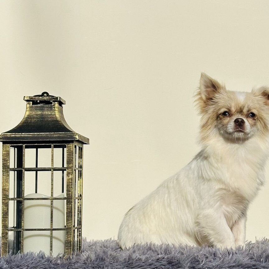 Чихуахуа, взрослая собака