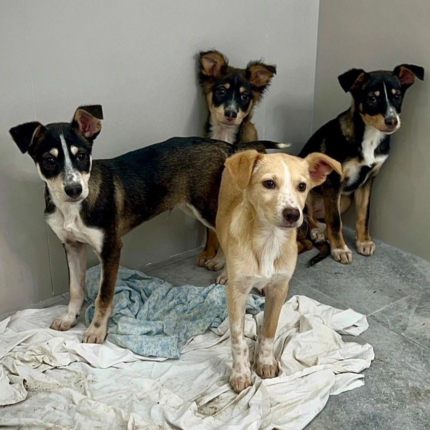 Щенок в добрые руки