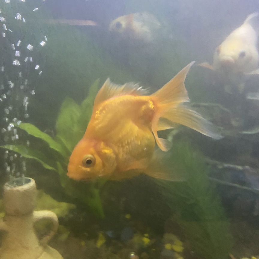 Золотые рыбки
