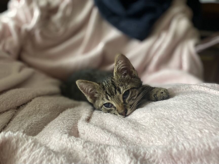 Котёнок в добрые руки