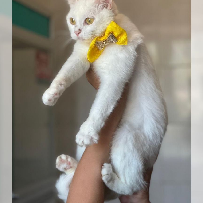 Кошка Снежинка заслуживает жить дома