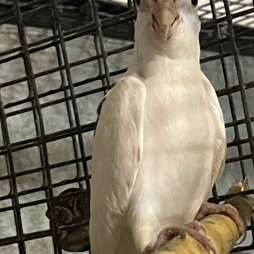 Безщекие кореллы редкий окрас