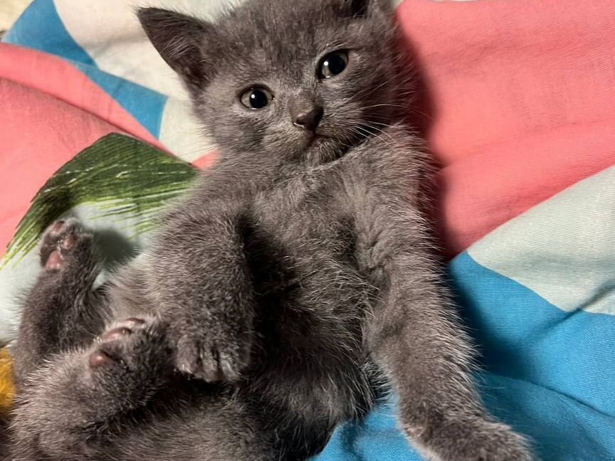 Британские котята