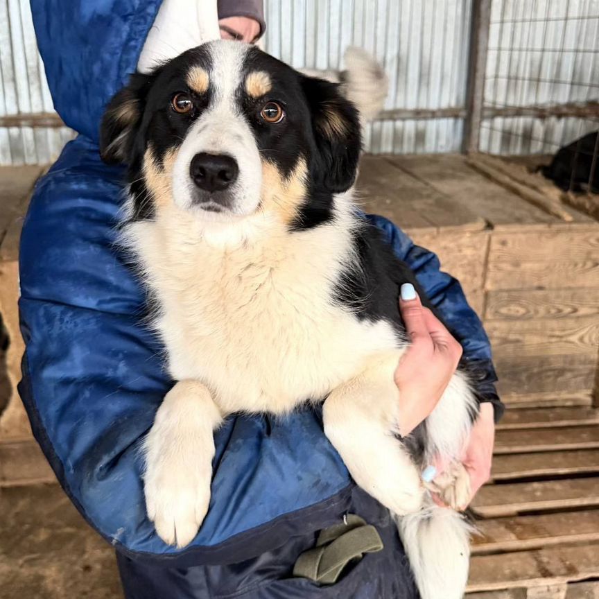 Взрослая собака в добрые руки