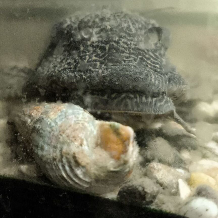 Аквариум,с рыбами